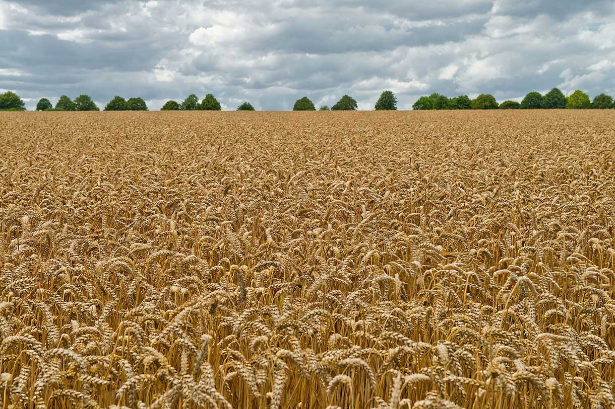 Una nueva tecnología israelí para aumentar el rendimiento del trigo ...