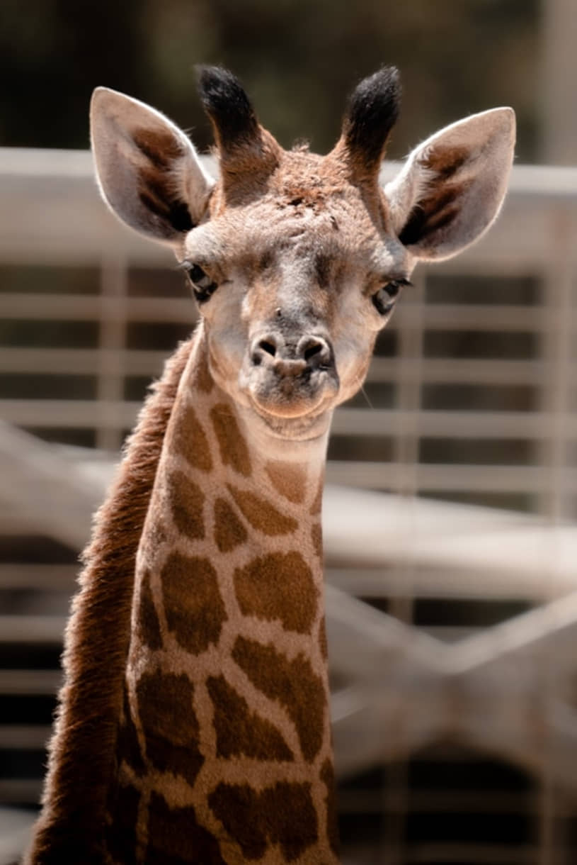 El zoo de Jerusalén acoge a las crías de un armadillo y una jirafa ...