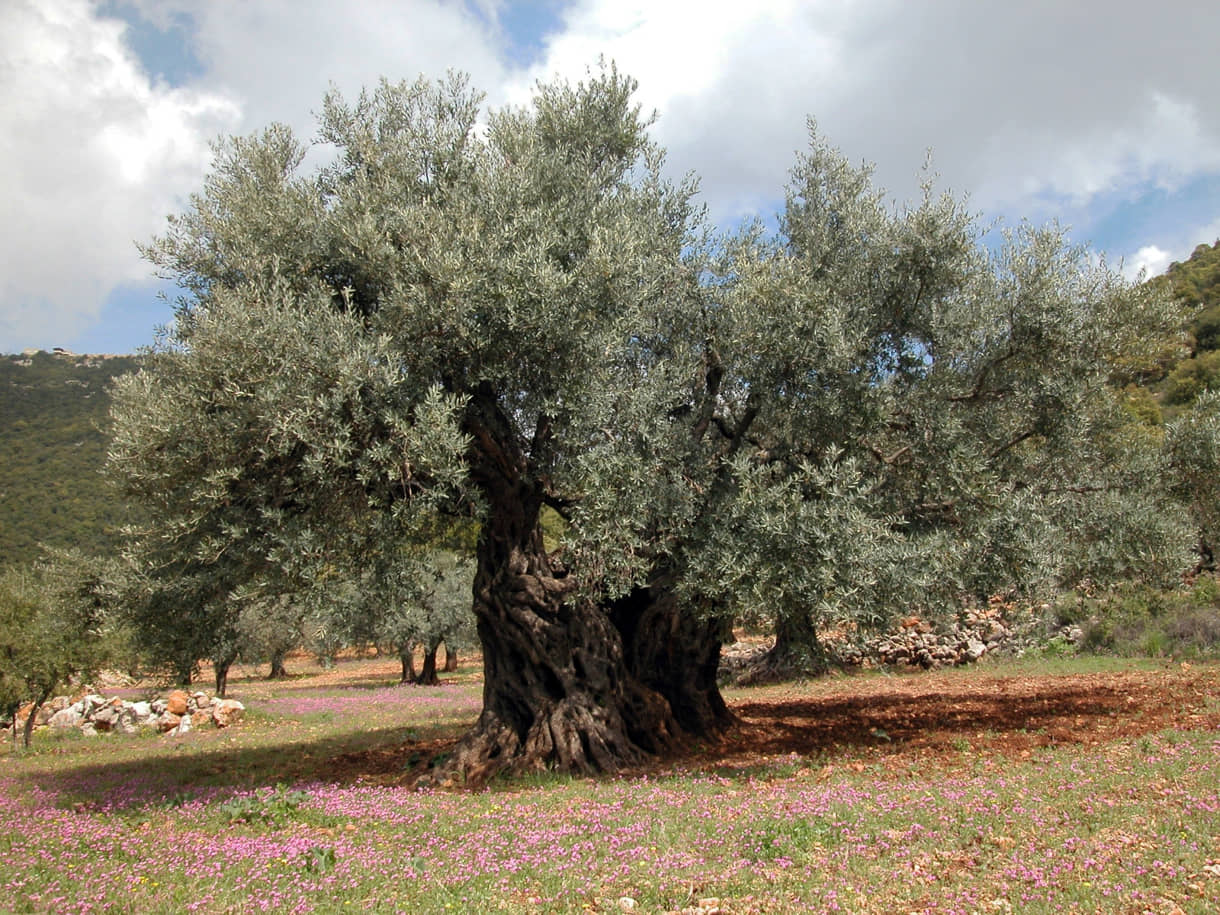 What Is The National Tree Of Israel at Terence Daley blog